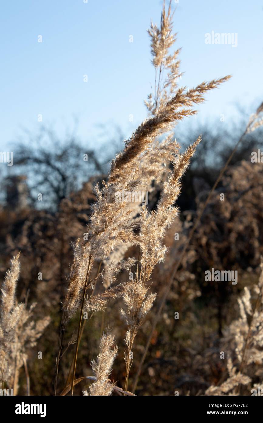 Stalk wheat grass close hi-res stock photography and images - Alamy