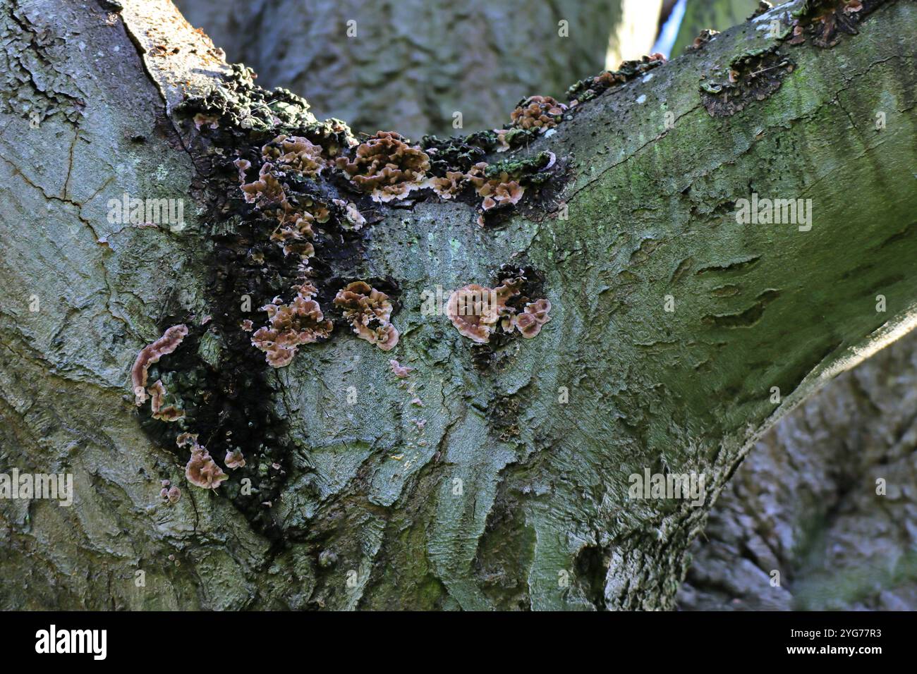 Highland Road Cemetery, Southsea, Portsmouth, Hampshire, England. 17 ...