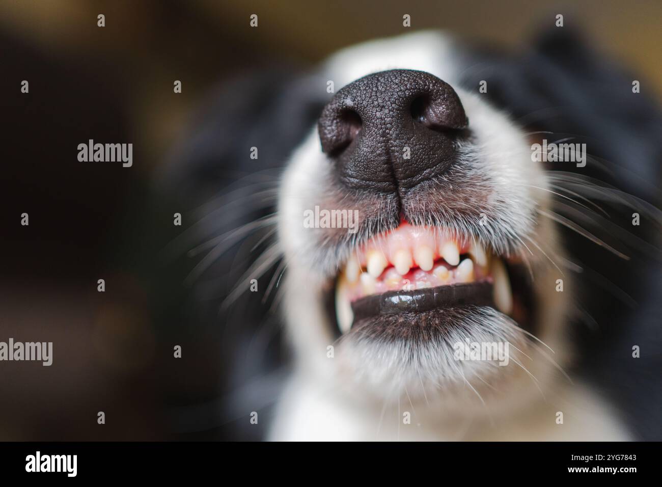 Dangerous angry dog. Aggressive puppy dog border collie baring teeth ...