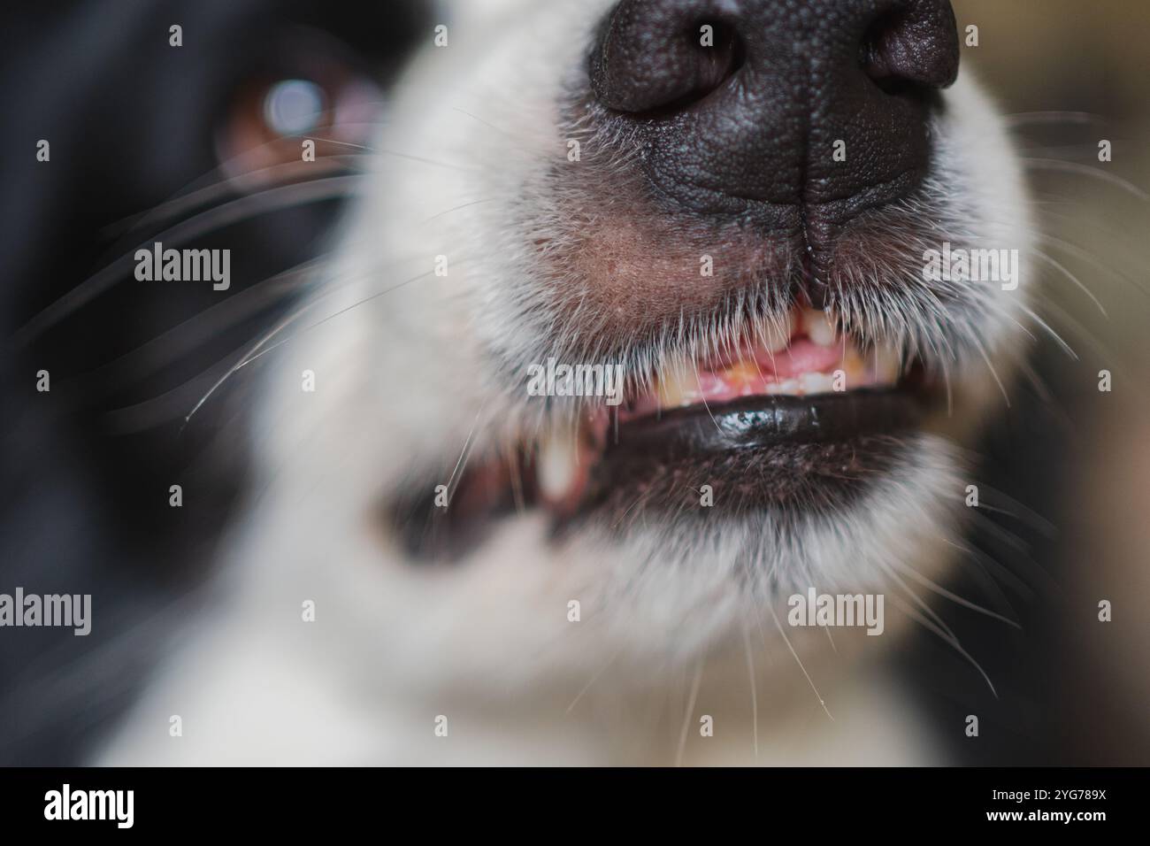 Angry border collie dog hi-res stock photography and images - Alamy
