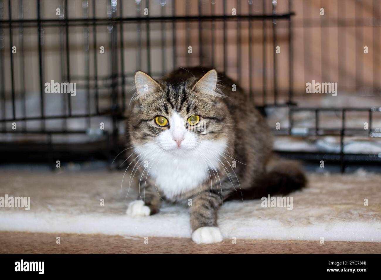 Tense moment inside hi-res stock photography and images - Alamy