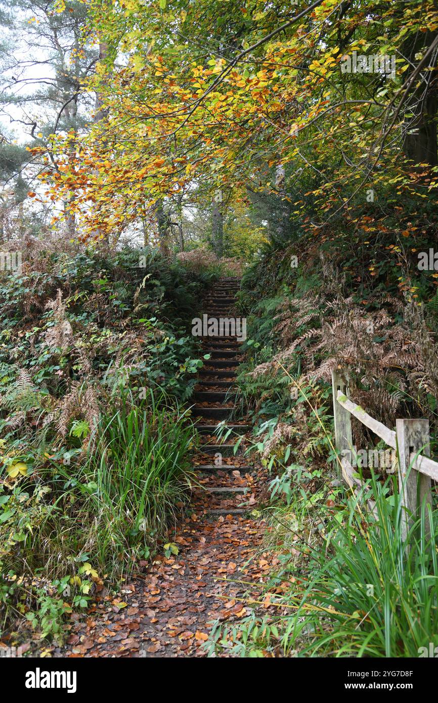 Woodland paths and steps hi-res stock photography and images - Alamy