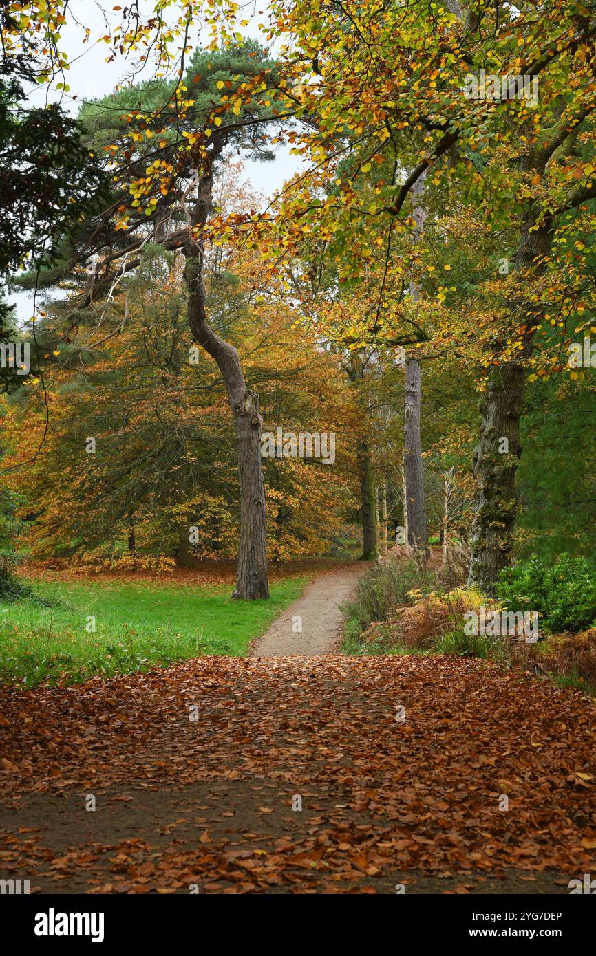 Woodland paths and steps Stock Photo - Alamy
