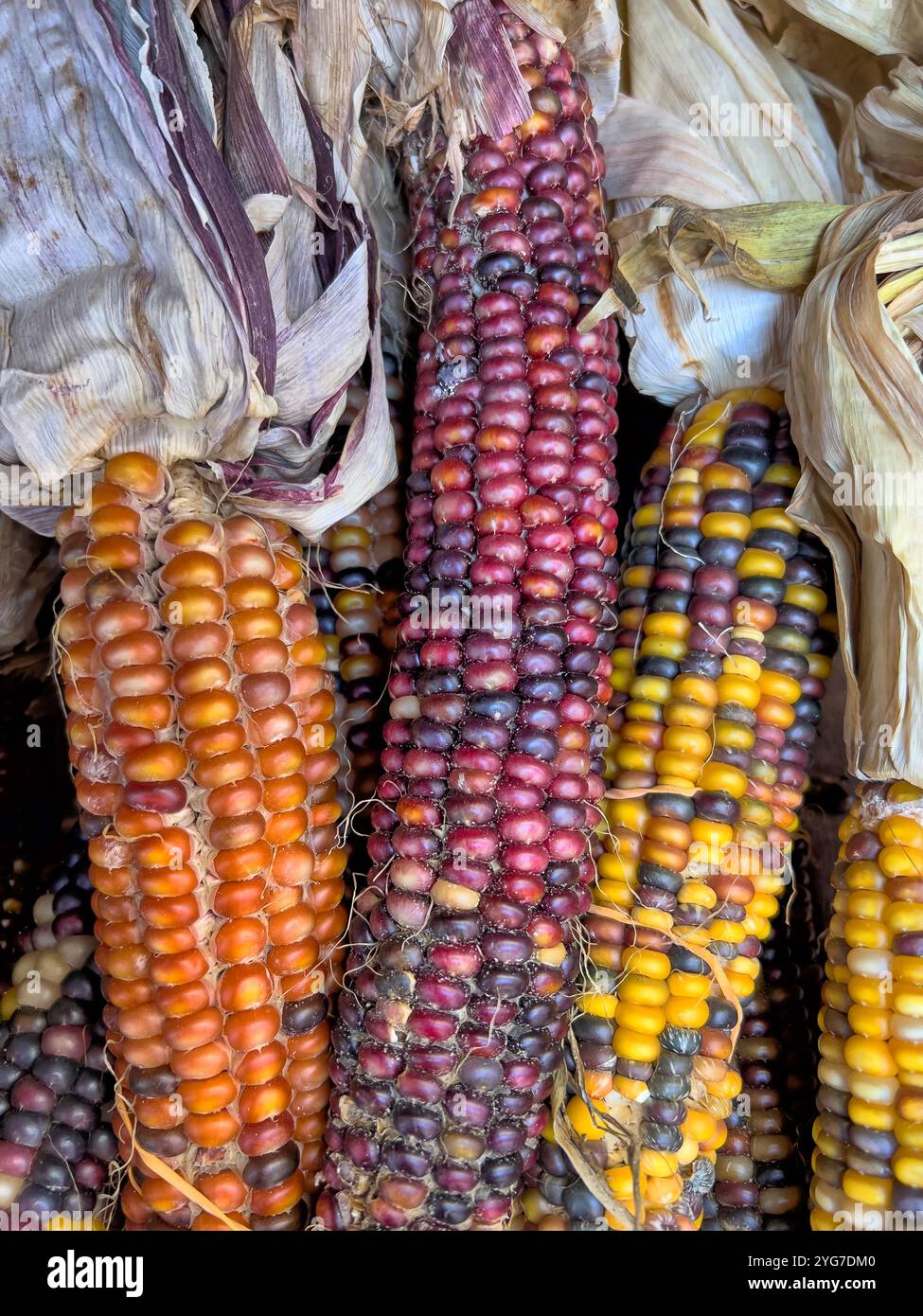 Flint corn also known as Indian corn or sometimes calico corn is a ...