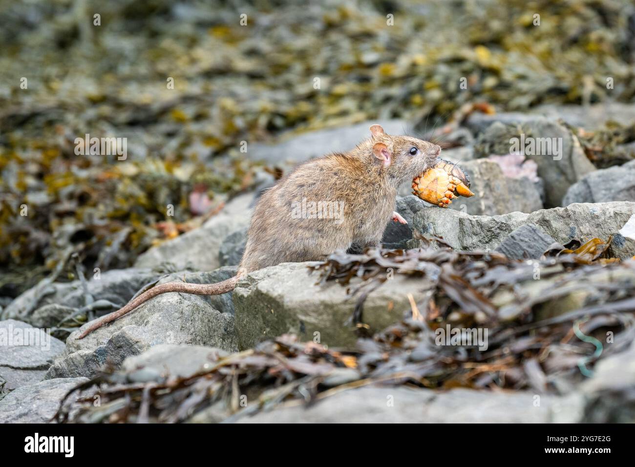 Brown Rat (Rattus norvegicus) with a crab in Bantry Bay, West Cork ...