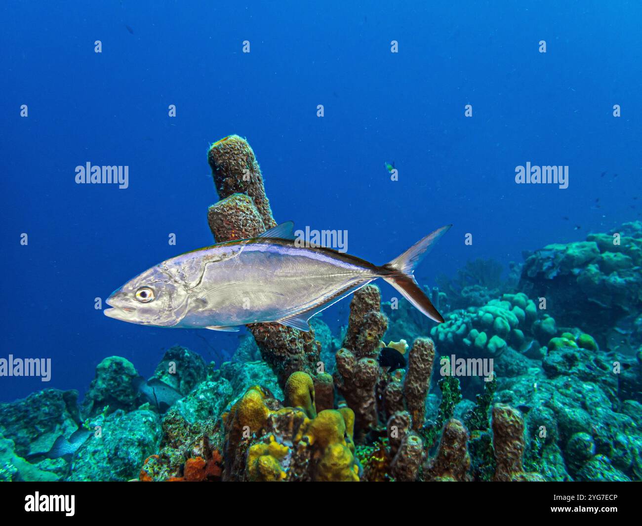 bar jack,Caranx ruber, also known as the carbonero, cojinúa, red jack ...