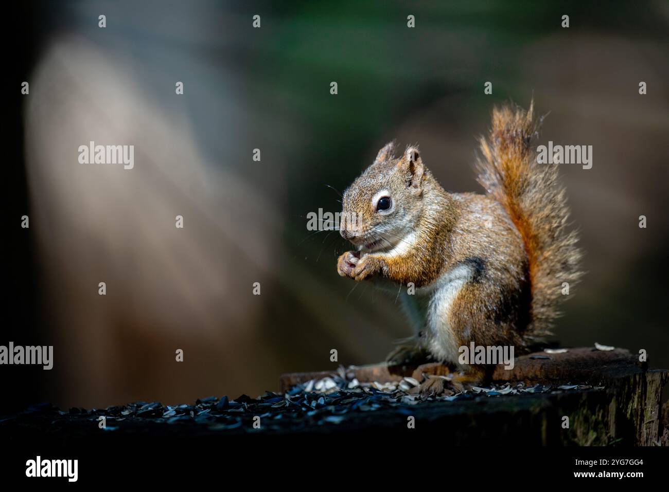 Squirrel on a log, sun, forest, wood Stock Photo - Alamy