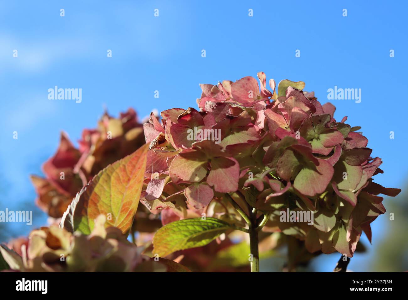 Lush hydrangea plant clusters hi-res stock photography and images - Alamy