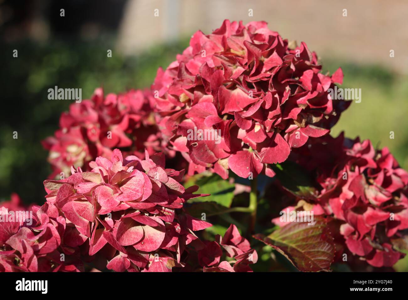Pruning hydrangea hi-res stock photography and images - Alamy
