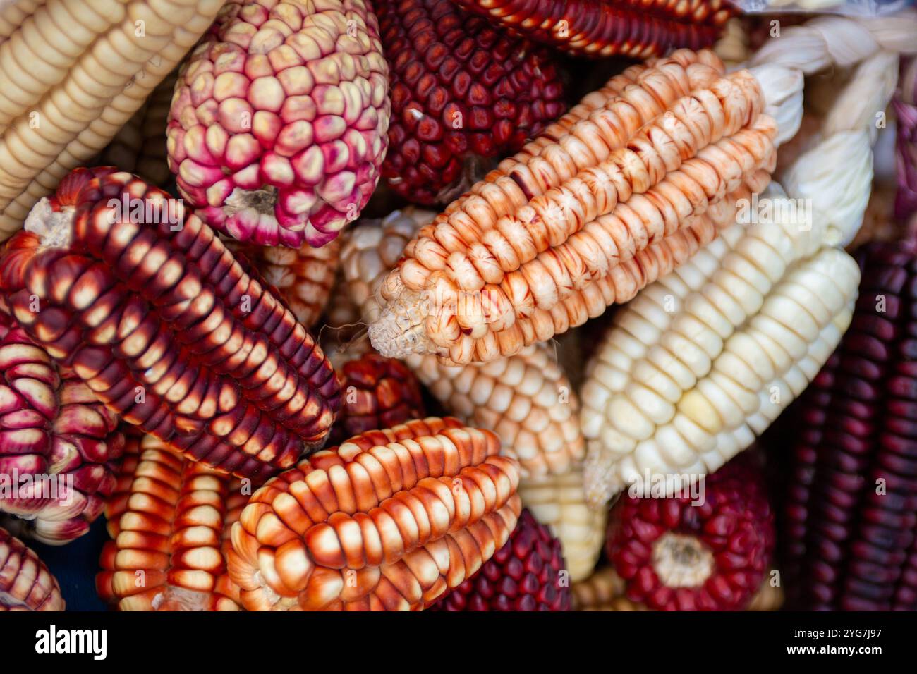Colorful fresh Peruvian Corn at a market Stock Photo - Alamy