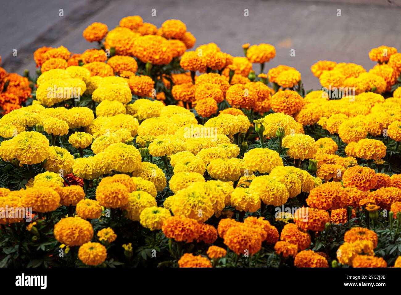 Bright orange cempasúchil flowers are used in Mexico's Day of the Dead ...