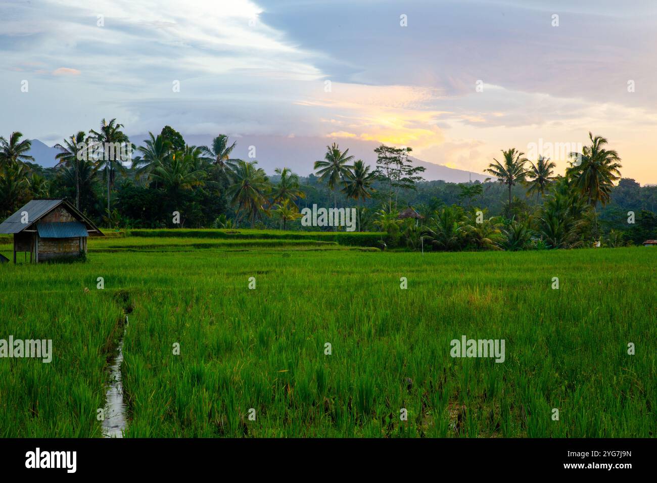 Indonesian Rice Paddy with a shack Stock Photo - Alamy
