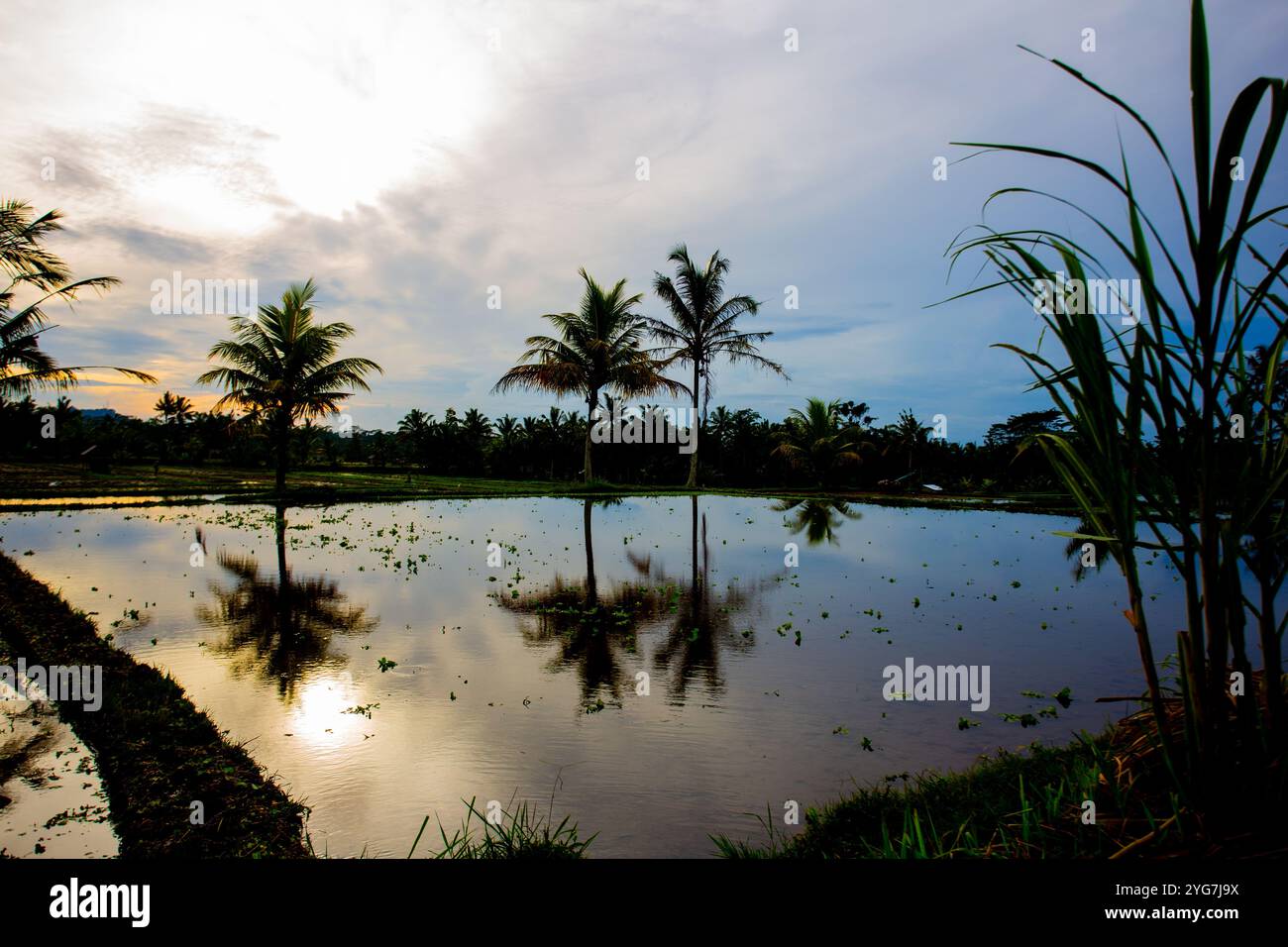 Bali rice paddy at dawn Stock Photo - Alamy