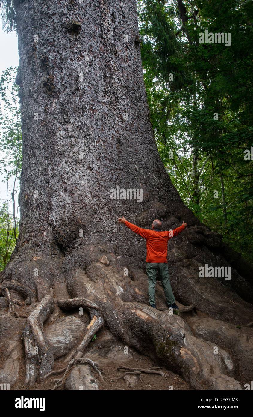 A single adult male hugs the world's largest Sitka Spruce estimated to ...
