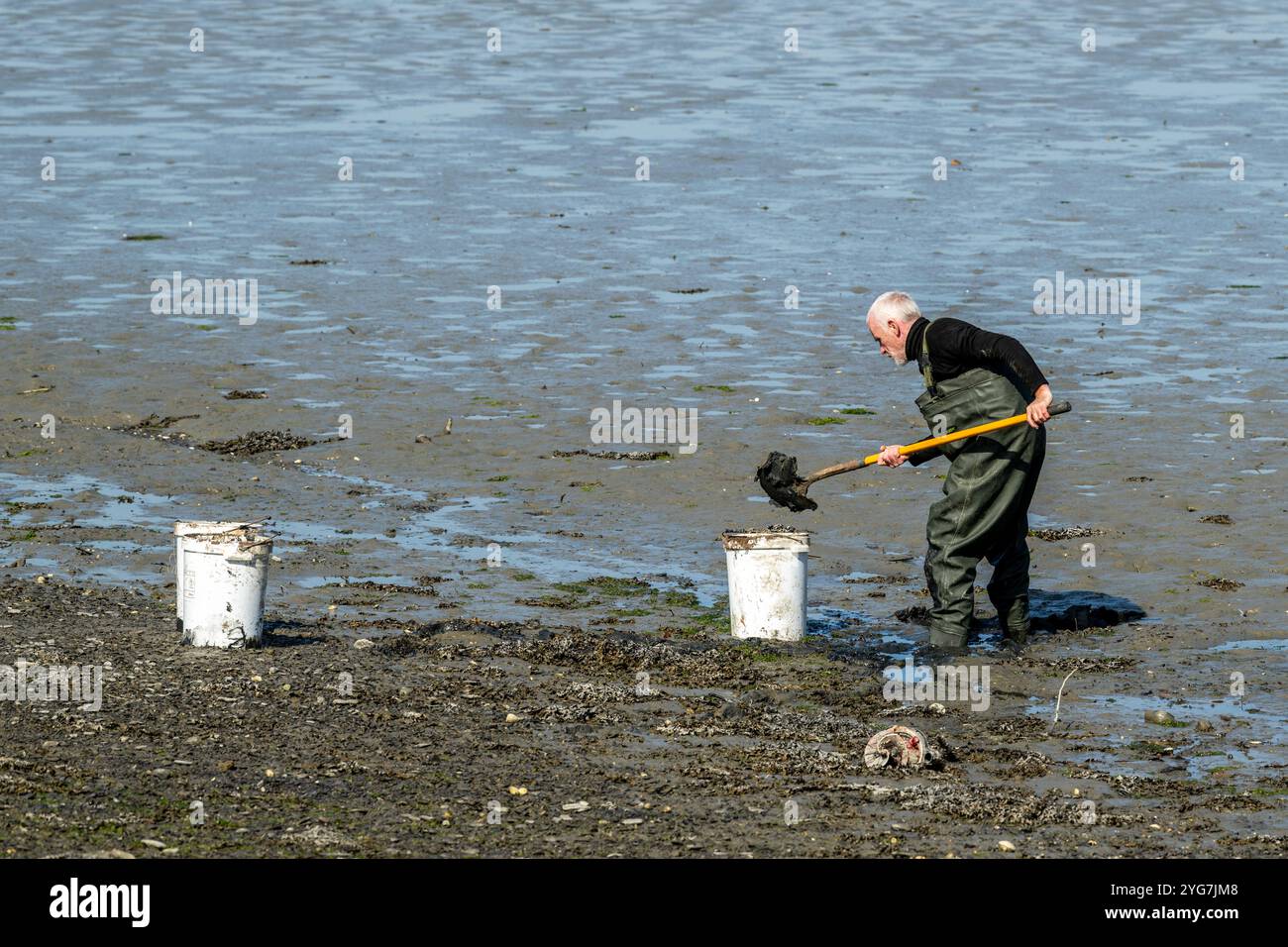 Periwinkle harvesting hi-res stock photography and images - Alamy