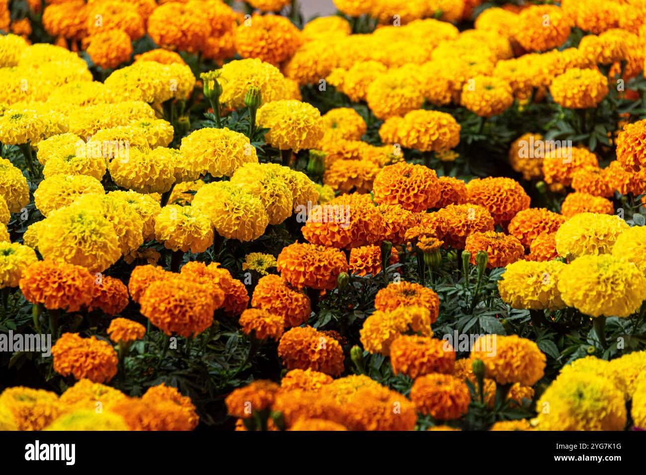 Bright orange cempasúchil flowers are used in Mexico's Day of the Dead ...