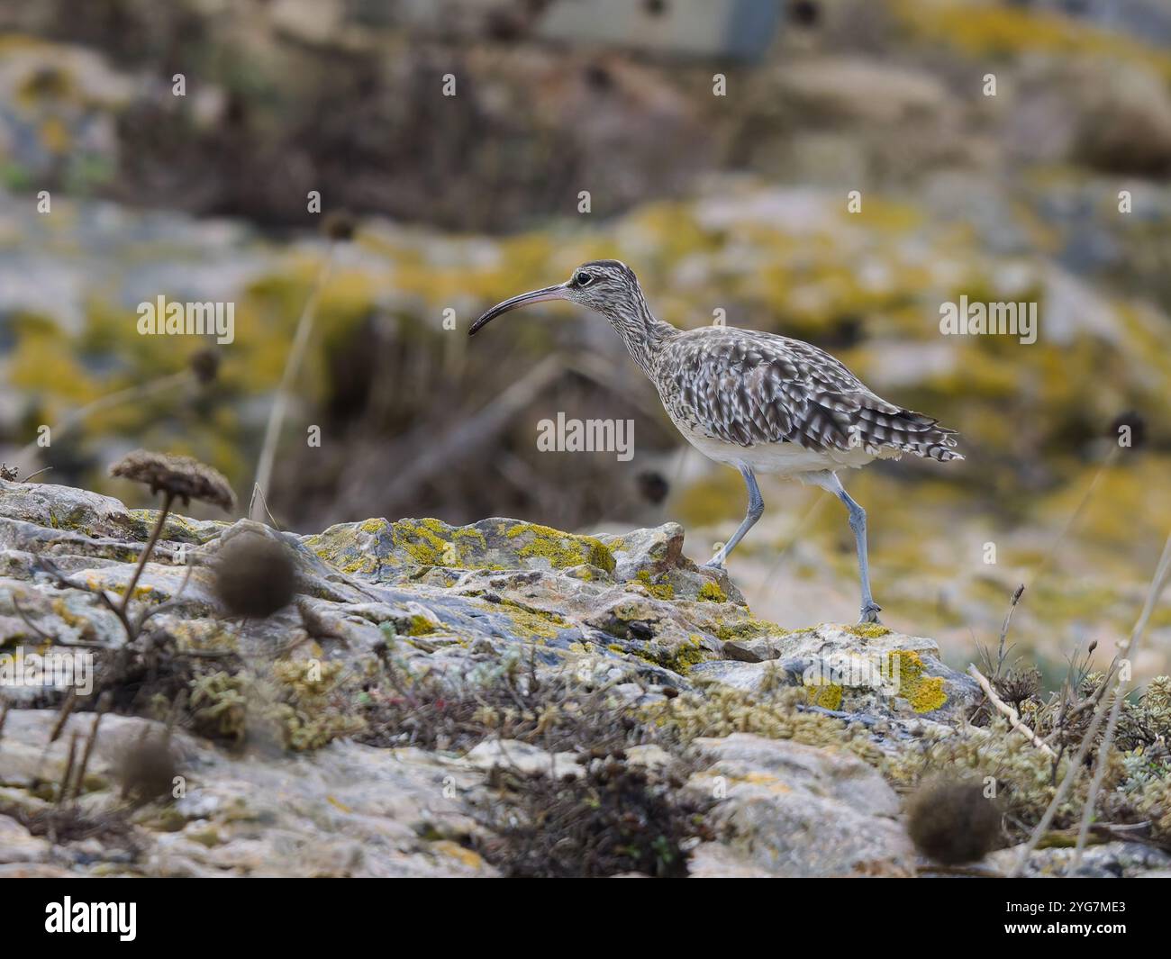 A Eurasian or common whimbrel, Numenius phaeopus., also known as the ...