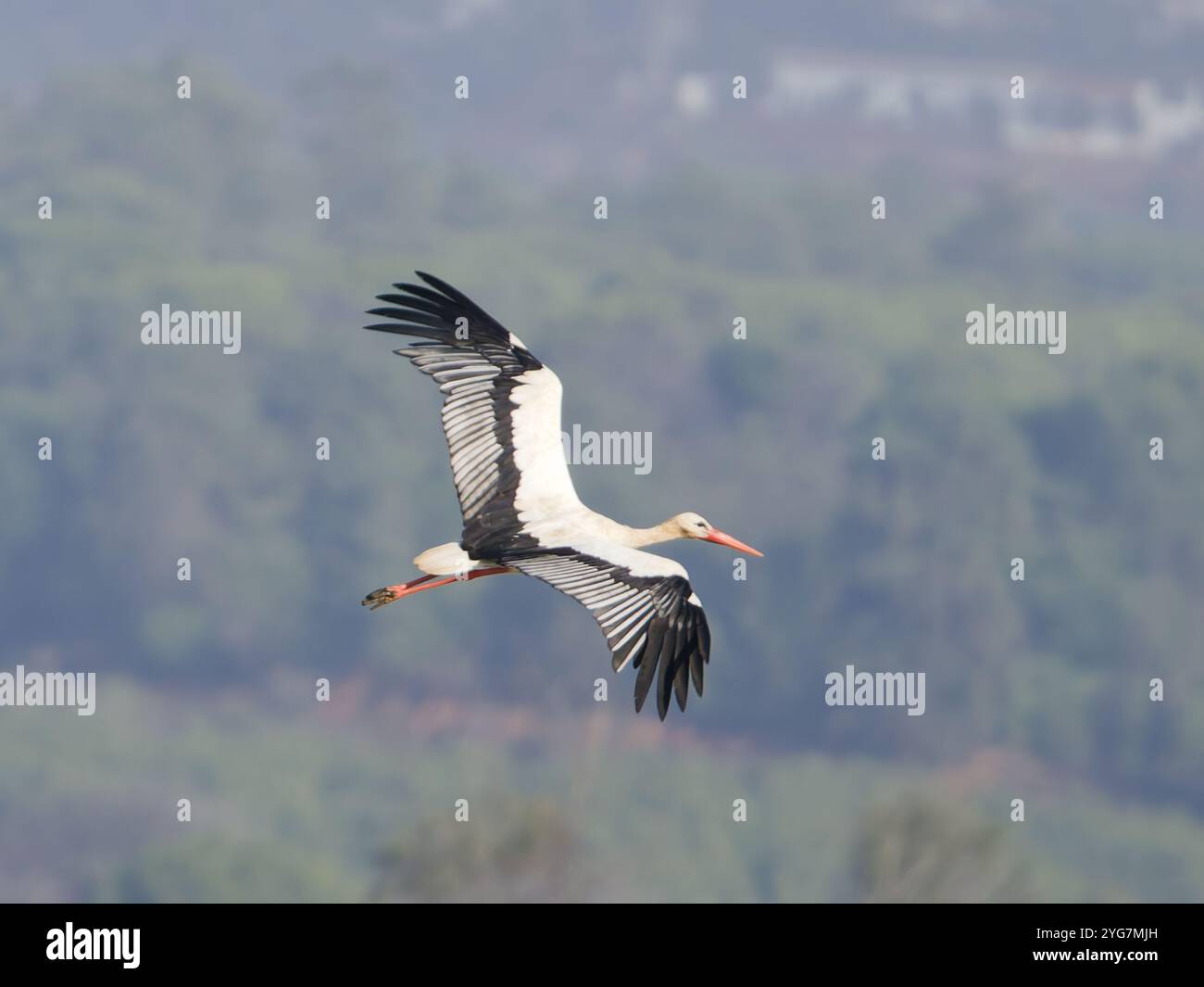 White stork with stretched wings hi-res stock photography and images ...