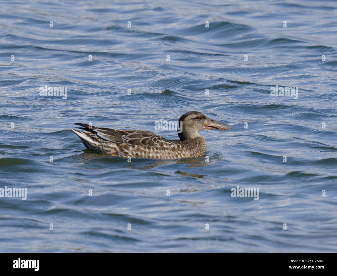 A female northern shoveler duck, Spatula clypeata Stock Photo - Alamy