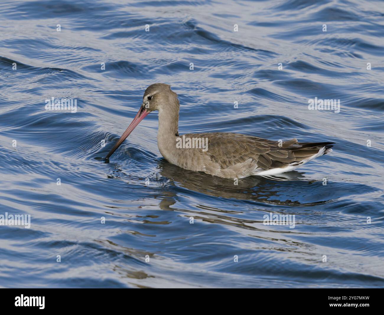 A black-tailed godwit, Limosa limosa, swimming in a shallow lagoon ...