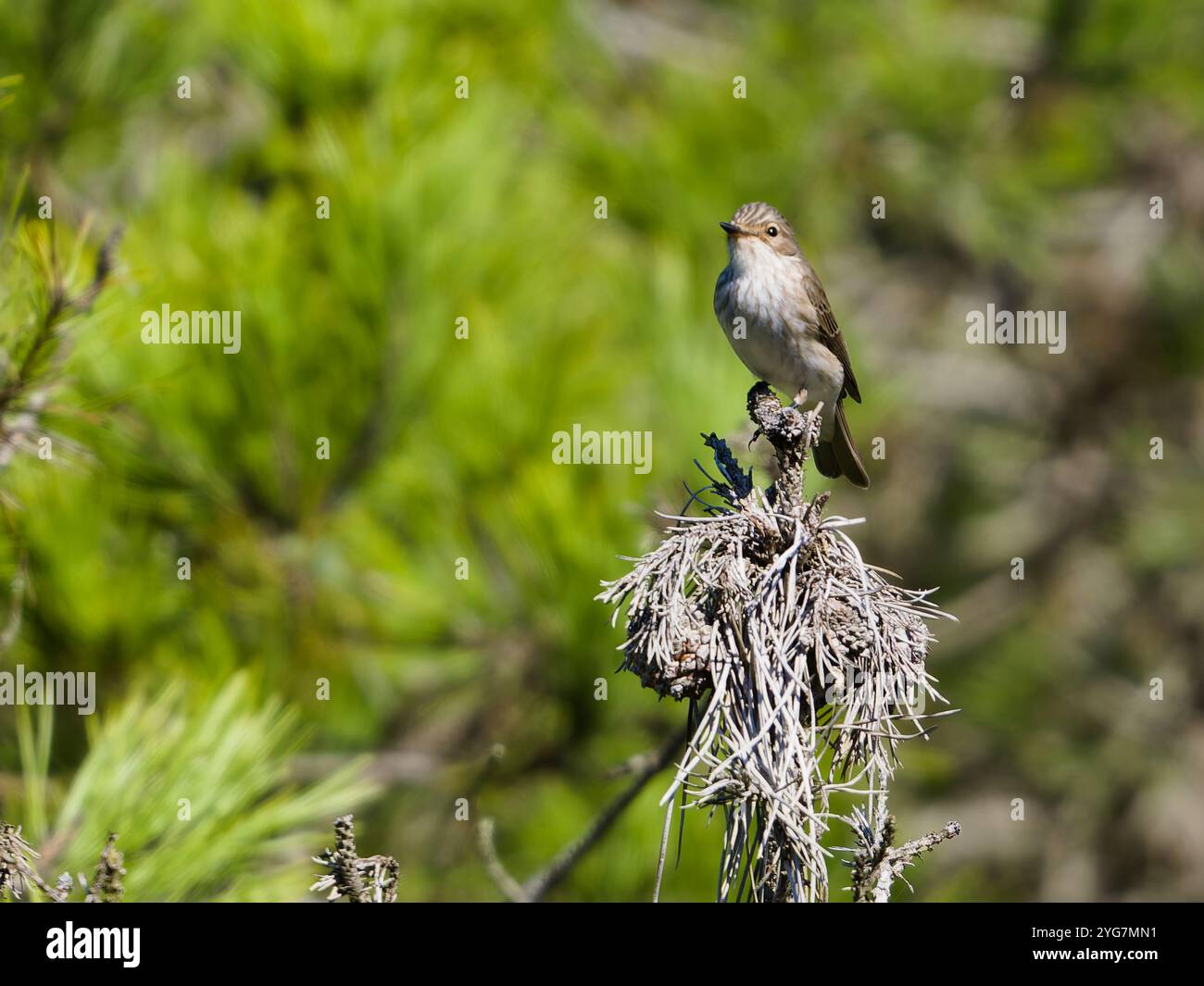Flycatchers of the world hi-res stock photography and images - Alamy
