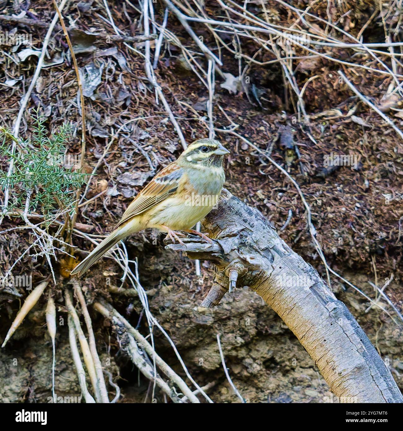 Cirl buntings hi-res stock photography and images - Alamy