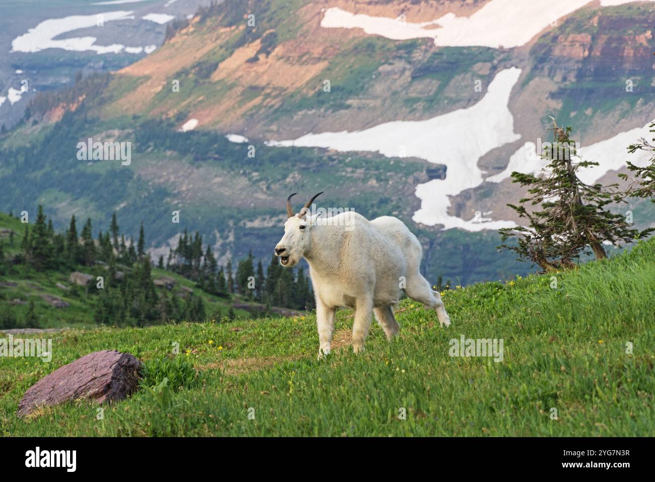 rocky mountain goat or Oreamnos americanus with open mouth in a meadow ...