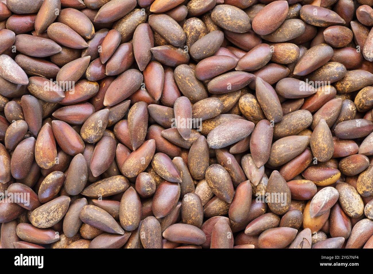 background detail of pinyon pine nuts from Pinus monophylla in the ...