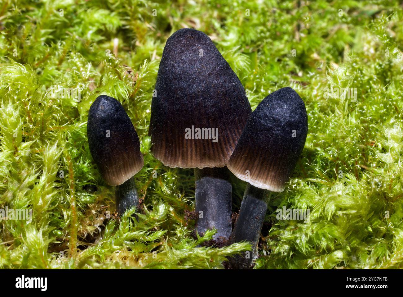 Mycena galopus var. nigra (Black Milking Bonnet) occurs in woodland ...