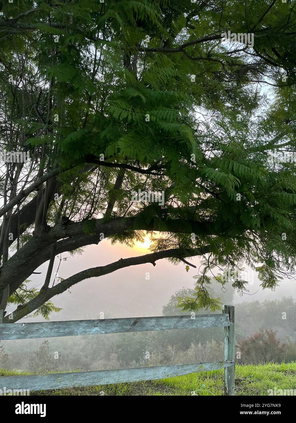 Sunrise through foggy trees overhanging tree with fence morning Stock ...