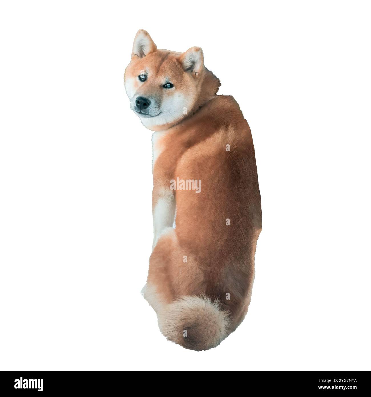 Siba inu. Red dog sits on a white background. Japanese dog smiling ...