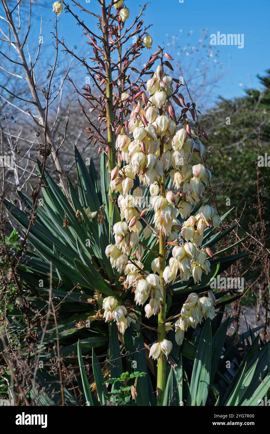 Yucca gloriosa, or Spanish dagger, displaying panicles of bell shaped ...