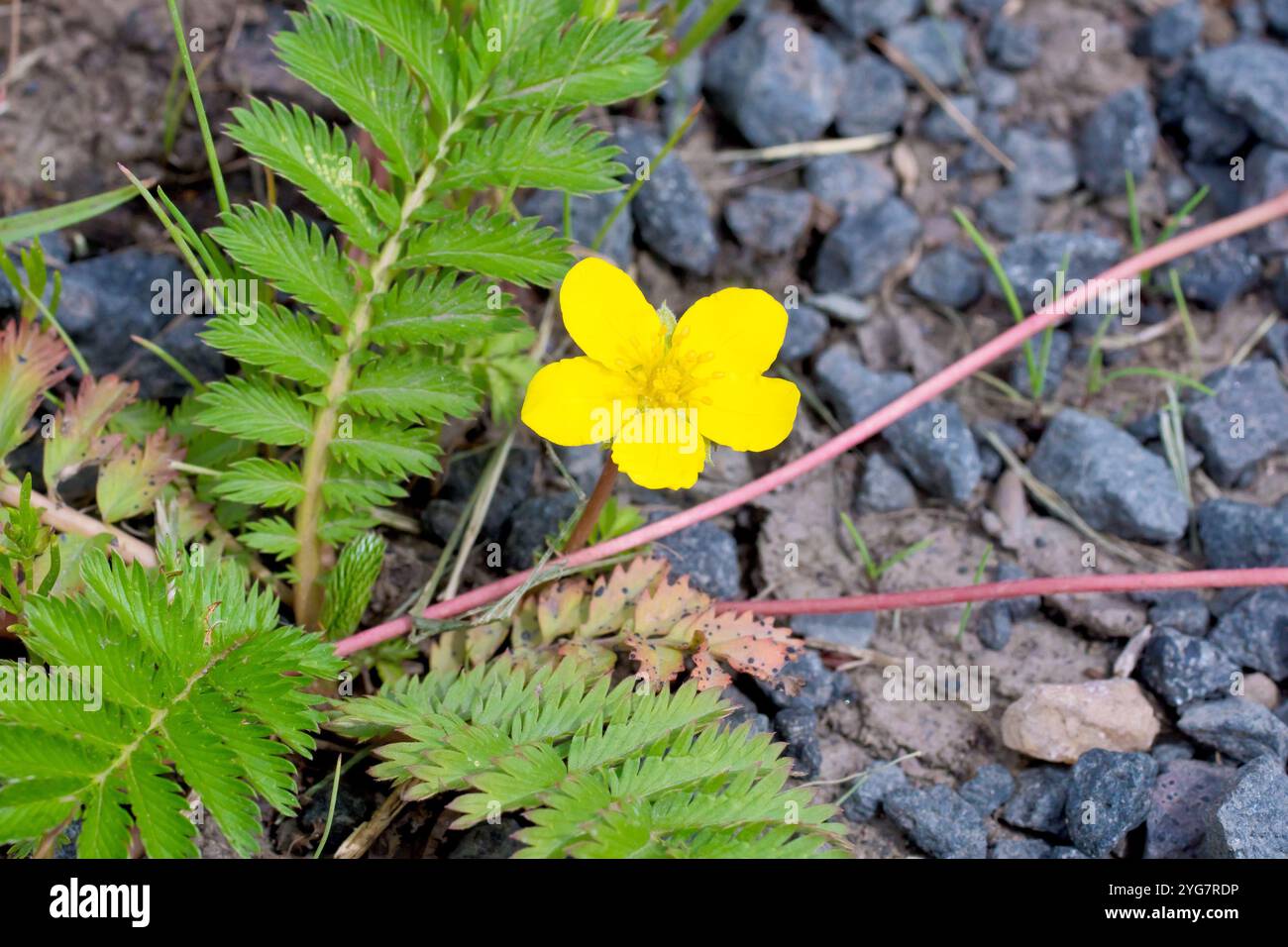 Wasteground flowers hi-res stock photography and images - Alamy