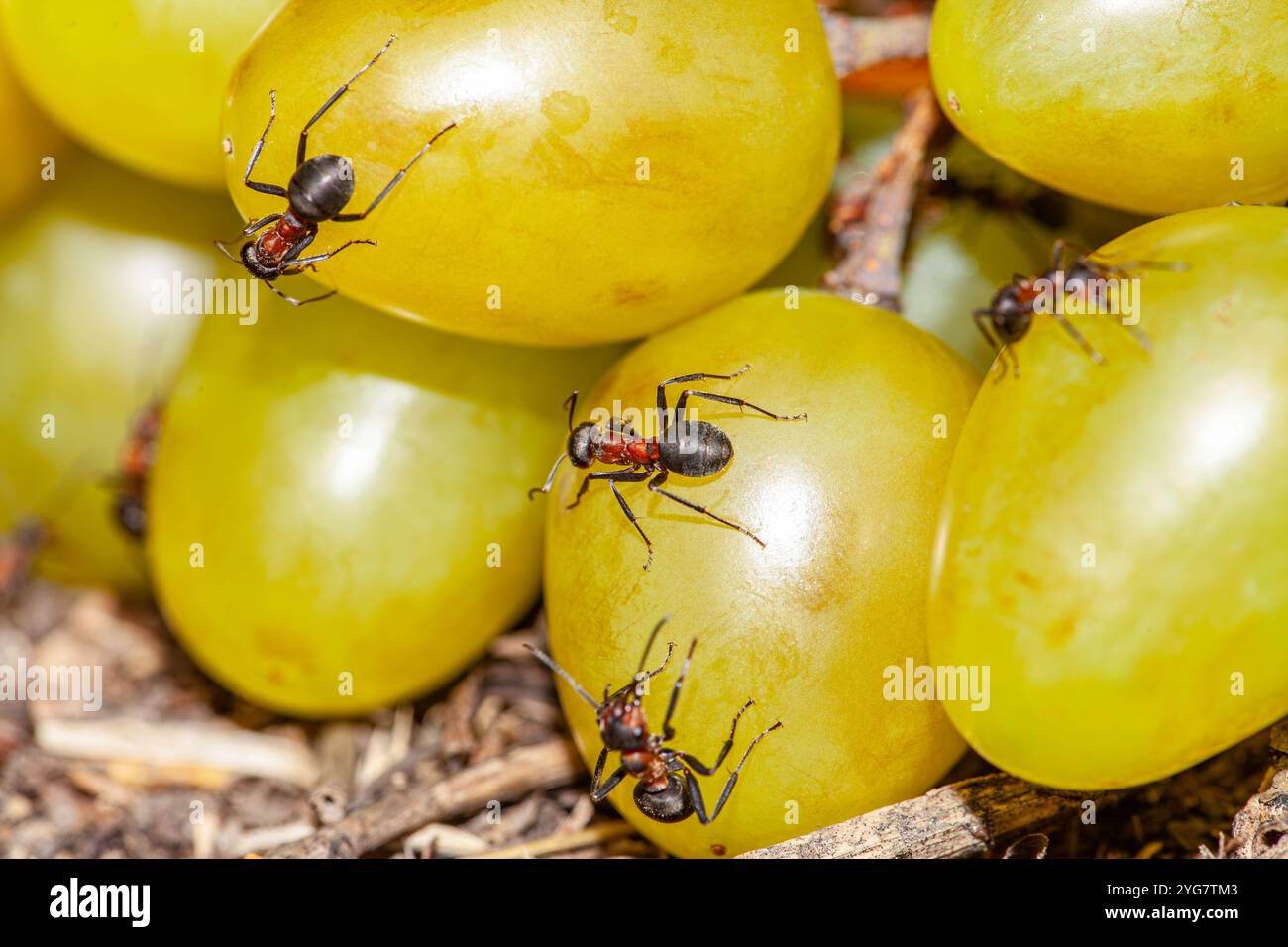 White grapes damaged by ants and attacked infested with rot and mold ...
