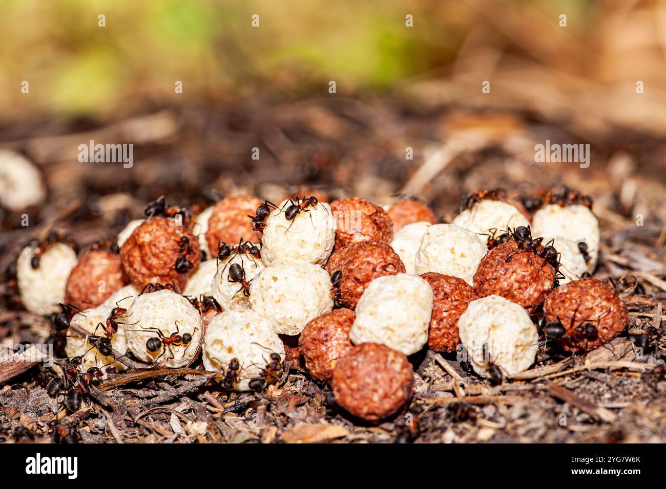 Macro Photography of Group of Tiny Ants Carrying Pupae and Eggs on ...