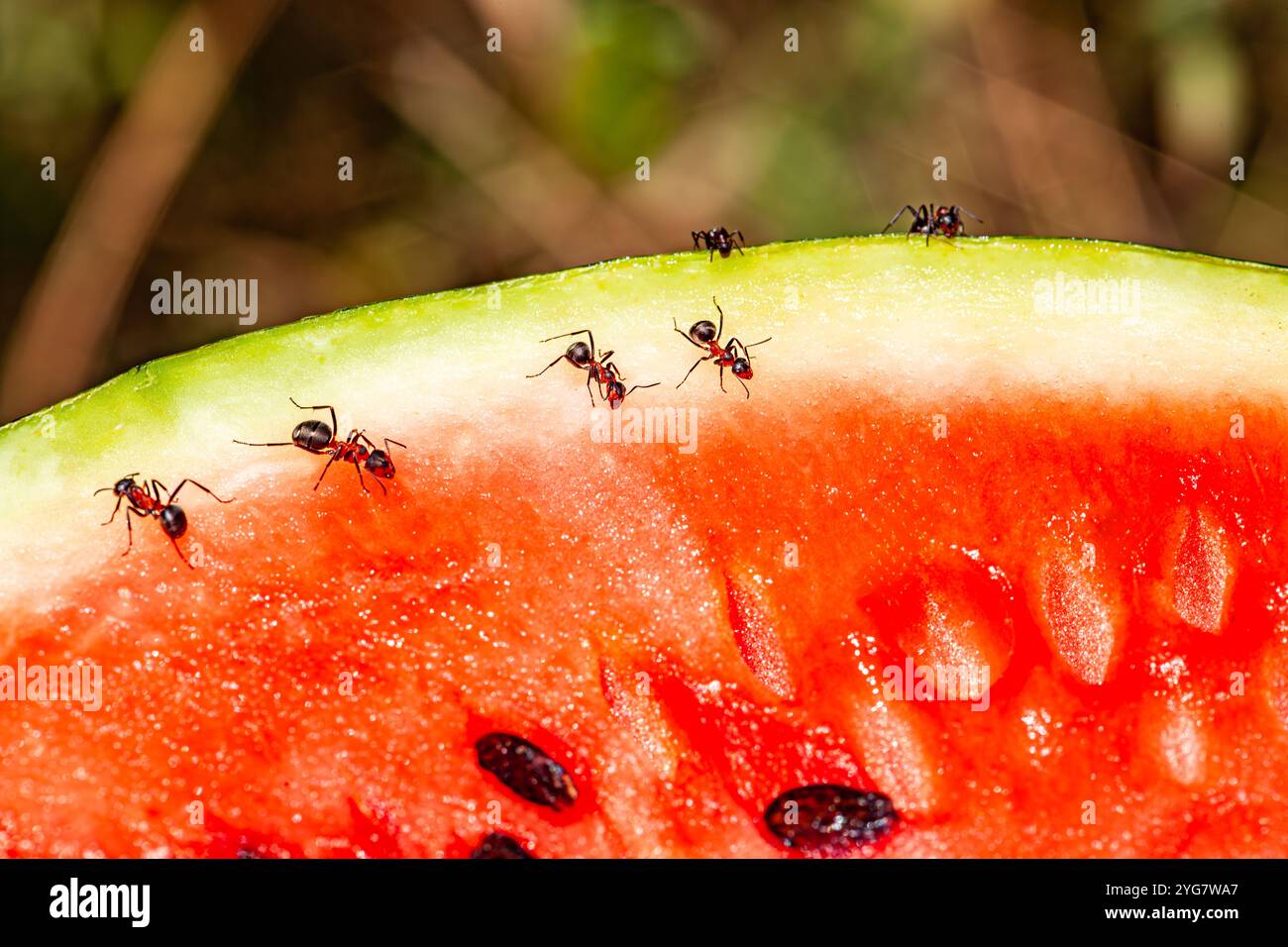 macro picture with a group of ants get everything from a watermelon ...