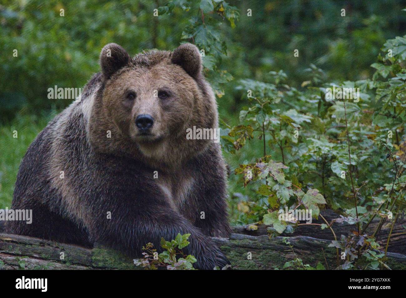 Brown bear- ursus arctos Stock Photo - Alamy