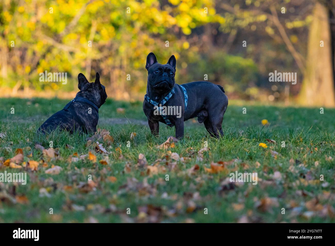 Dogs playing park domestic hi-res stock photography and images - Alamy