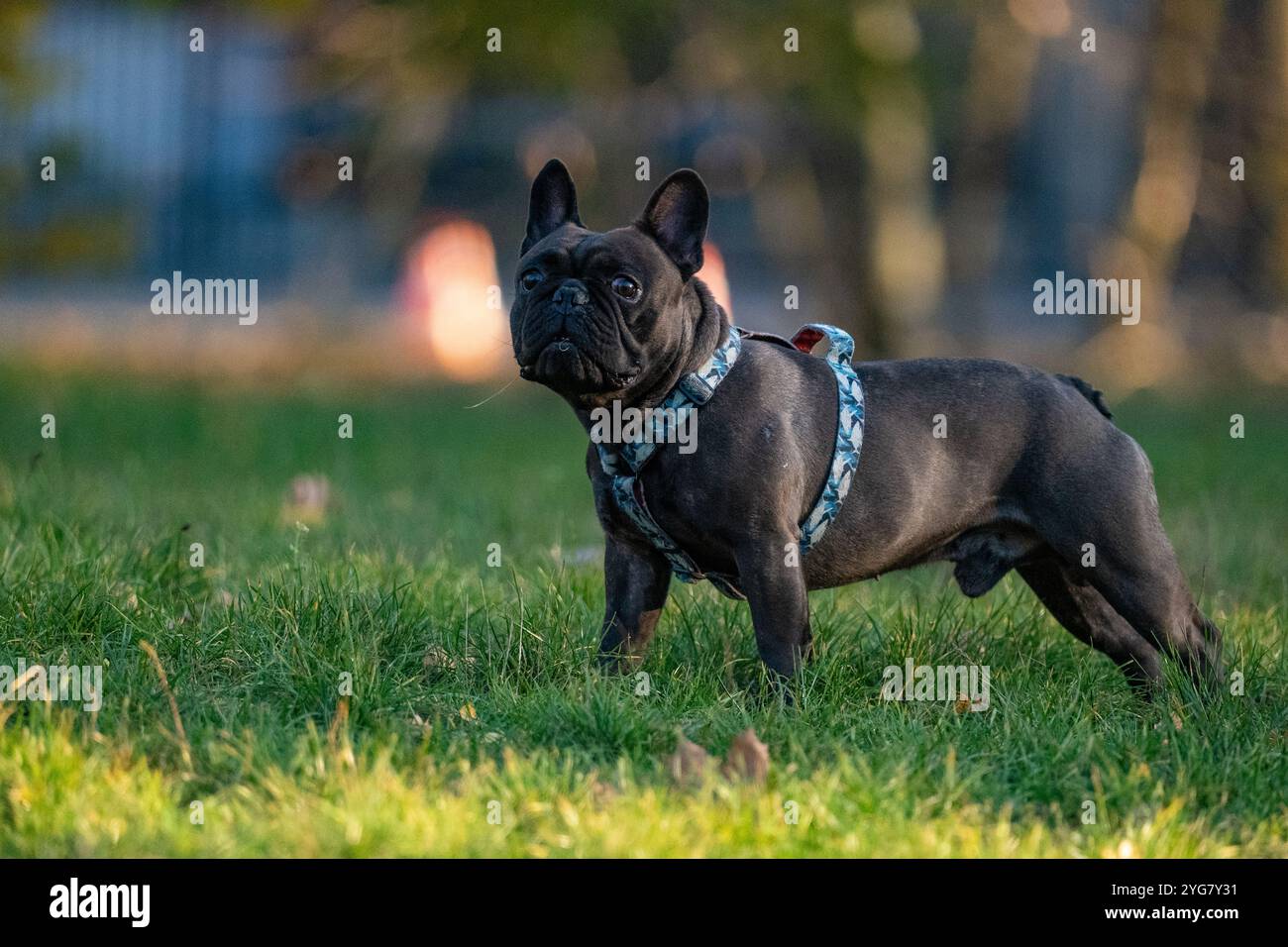 Dog running in autumn scenery hi-res stock photography and images - Alamy