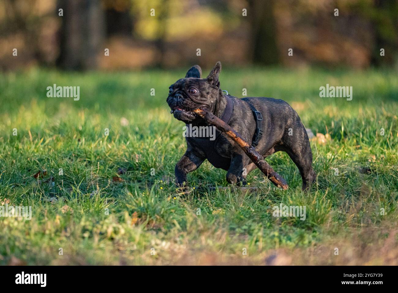 Dog and the scenery hi-res stock photography and images - Alamy