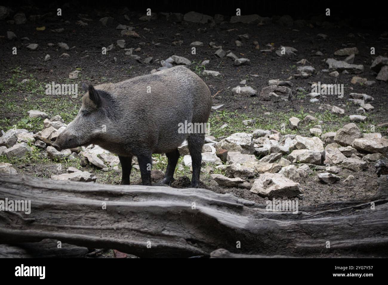 Wild boar sus scrofa fighting hi-res stock photography and images - Alamy