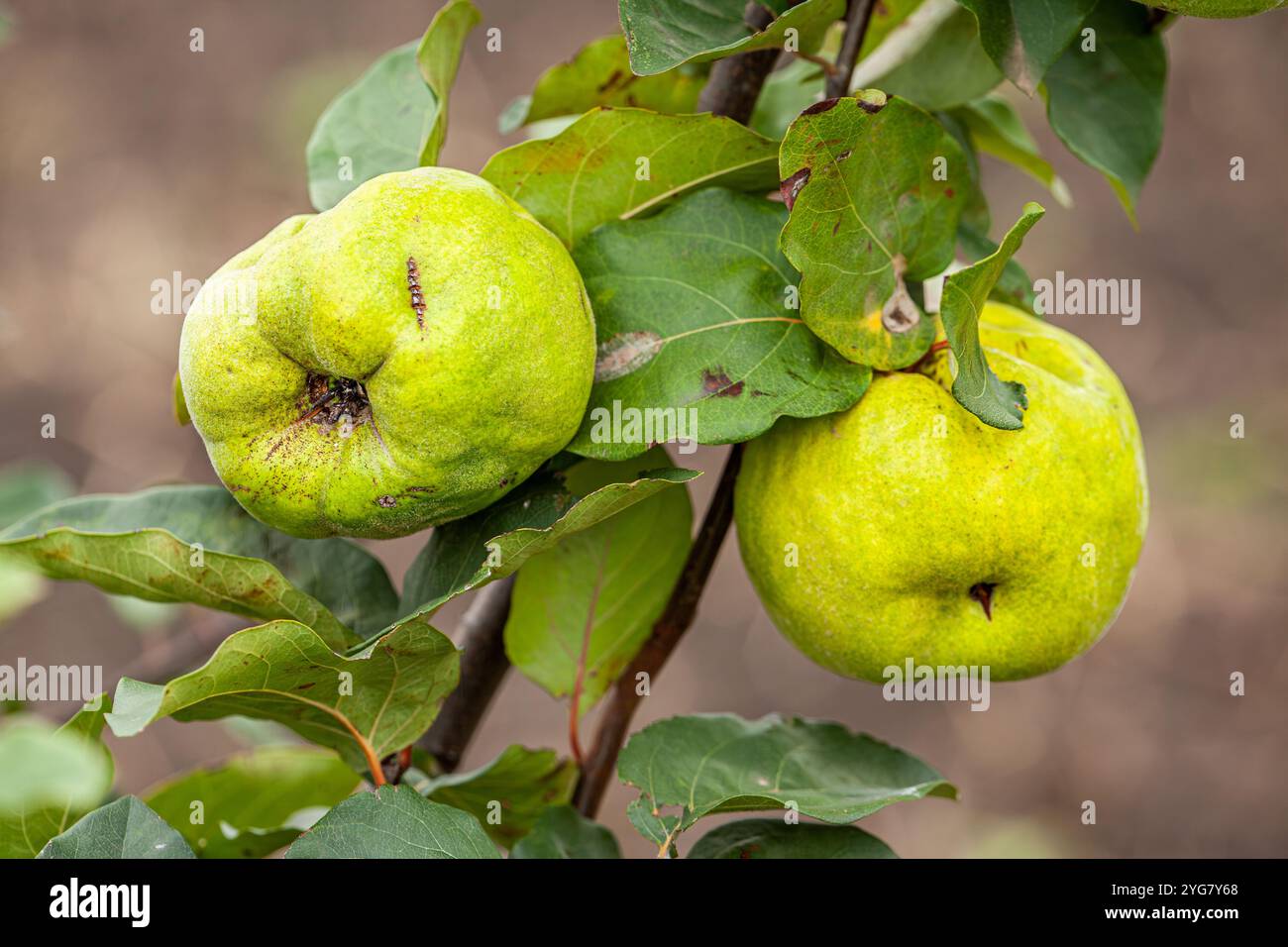Quince branch with unripe fruits - Cydonia oblonga. Quince tree and ...