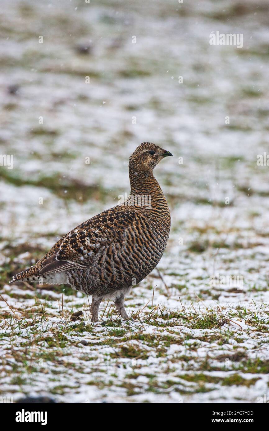 Black grouse Tetrao tetrix female at lek in snowy field near Aberfeldy ...