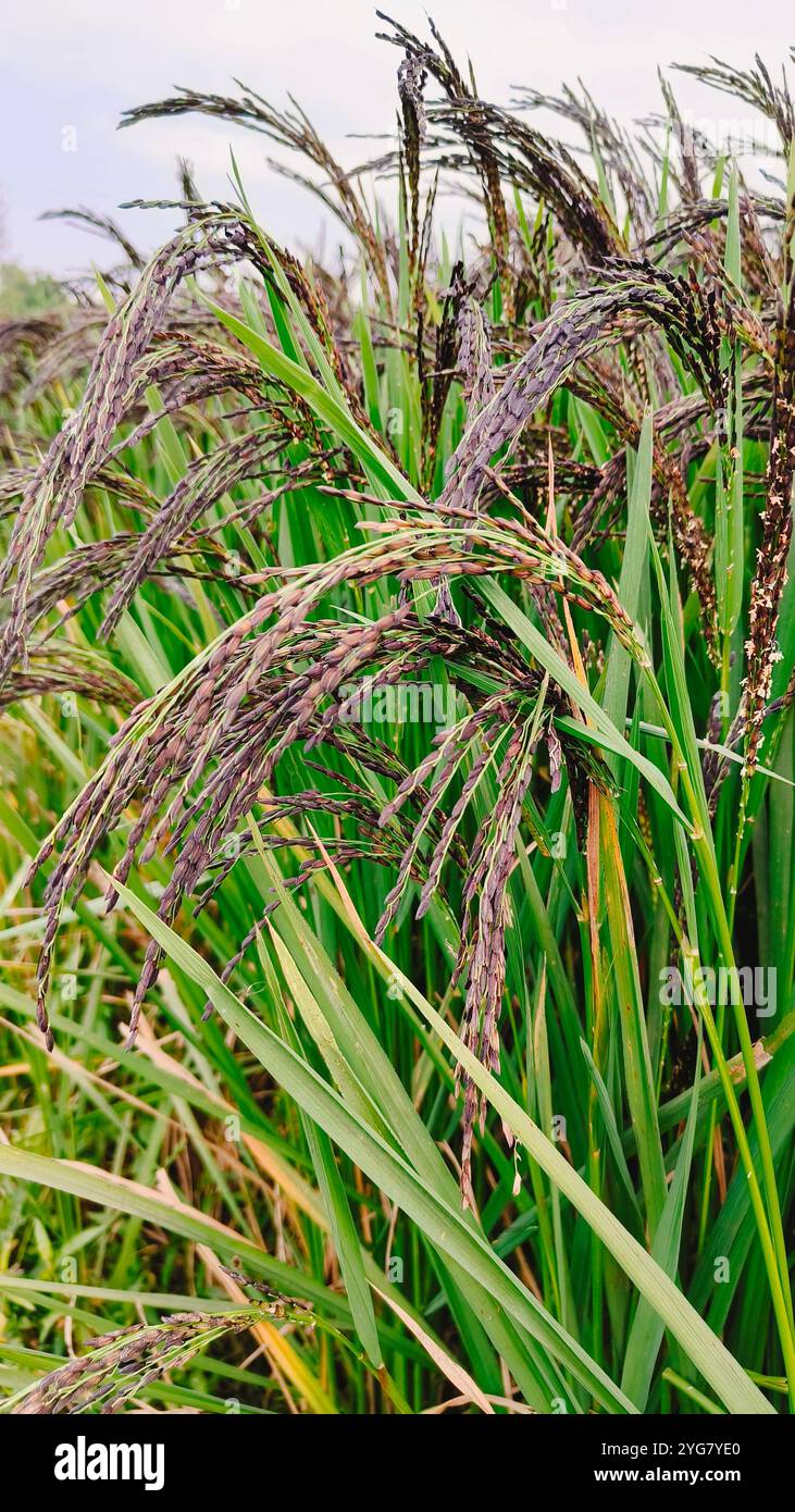 Crop rice hi-res stock photography and images - Alamy