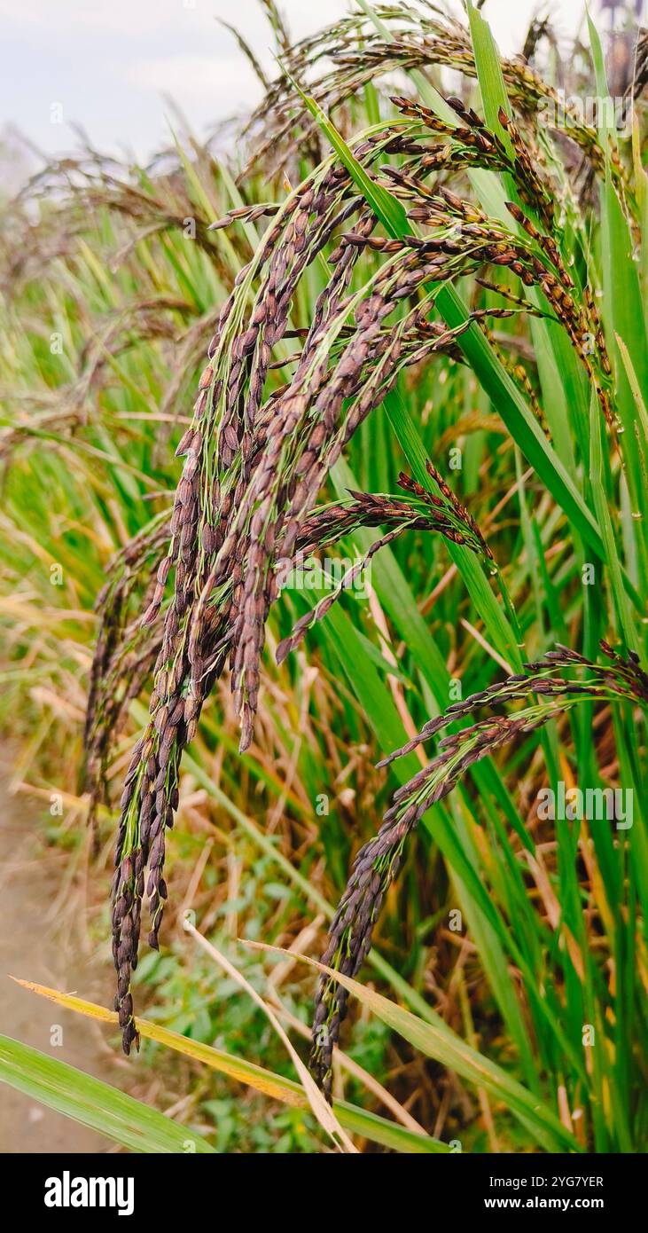 Mature rice crop hi-res stock photography and images - Alamy