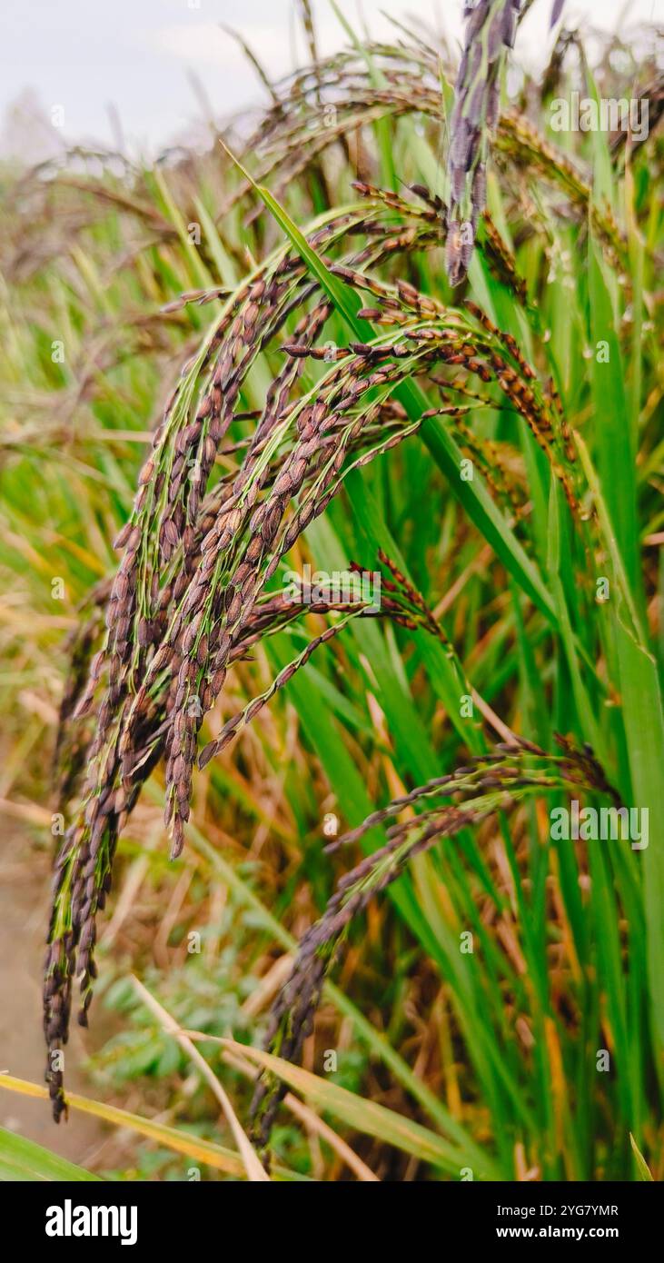 Filed crop hi-res stock photography and images - Alamy