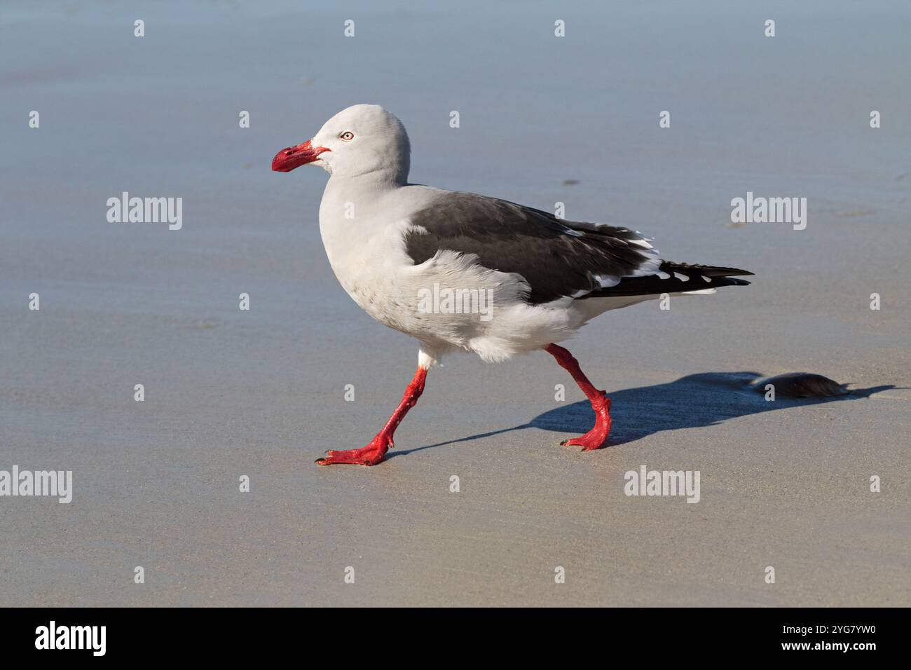 Dolphin gull Leucophaeus scoresbii in shallow water at edge of sea ...