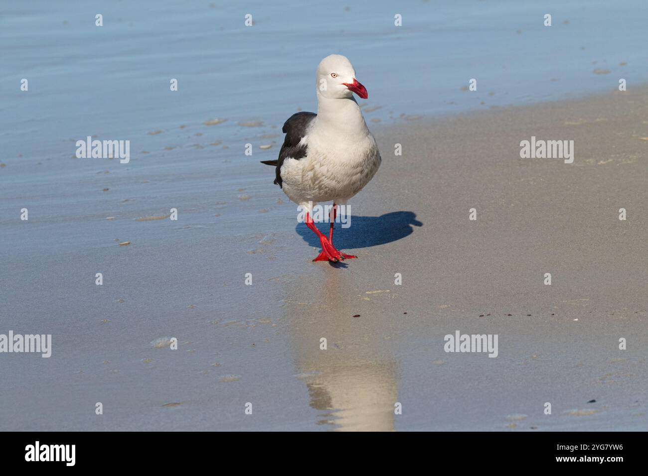Dolphin gull Leucophaeus scoresbii in shallow water at edge of sea ...