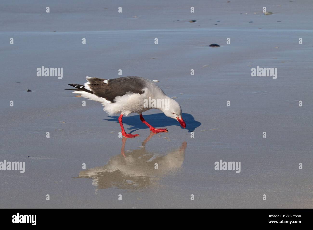 Dolphin gull Leucophaeus scoresbii in shallow water at edge of sea ...