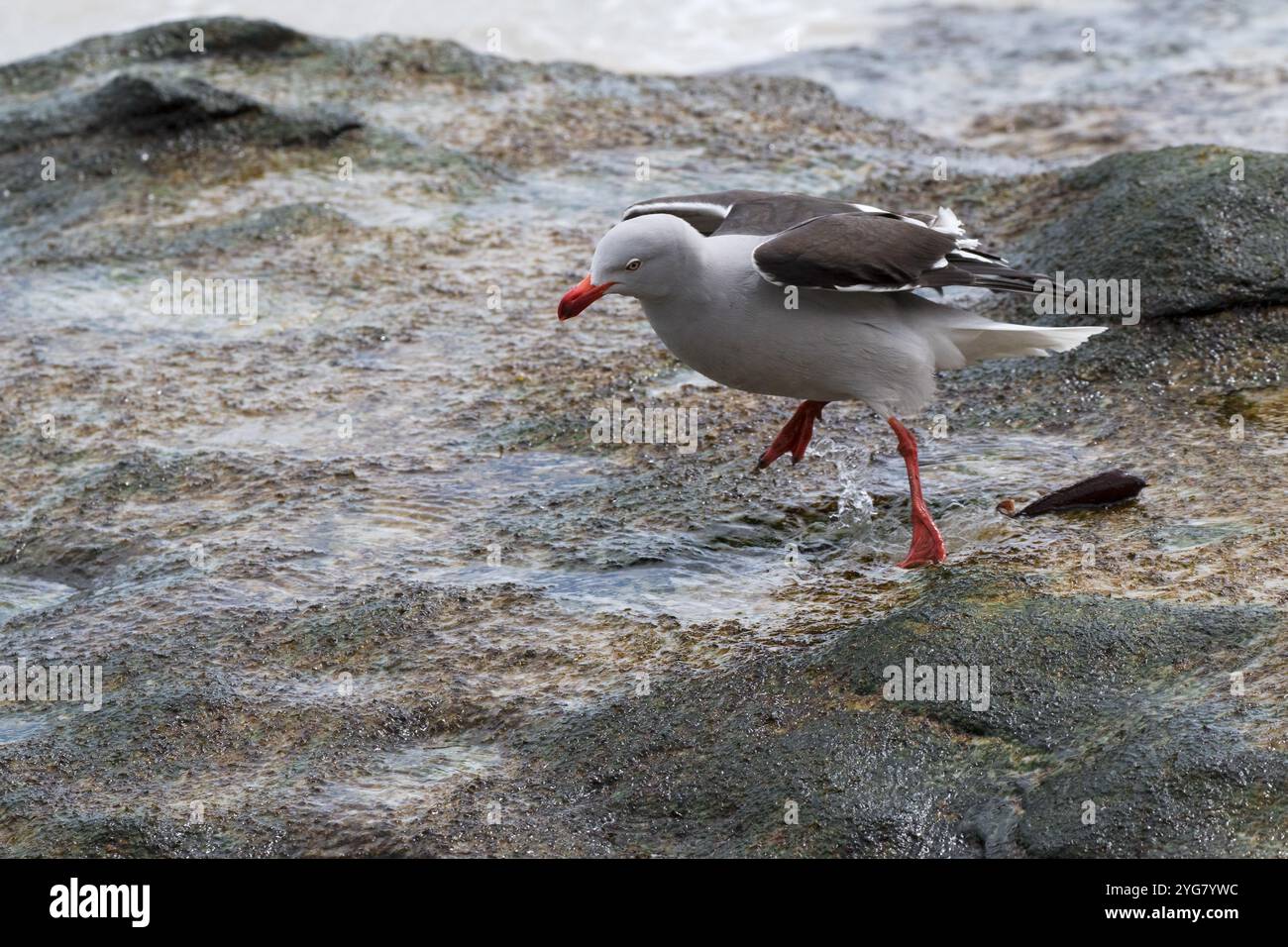 Dolphin gull Leucophaeus scoresbii landing on rock Saunders Island ...